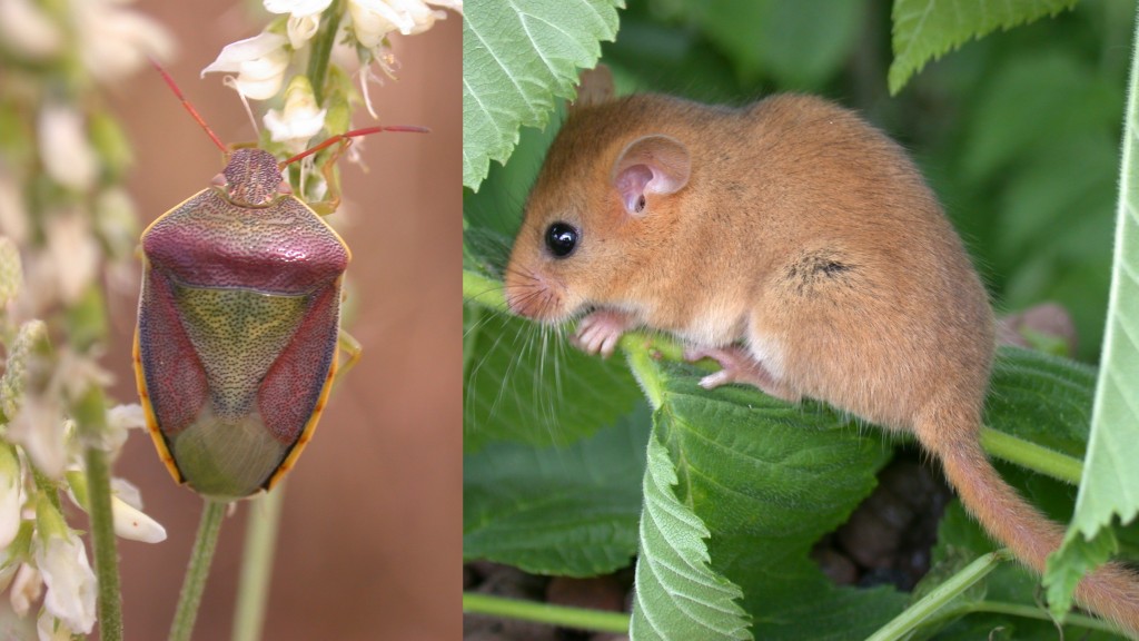 Naturen - Book en shelter